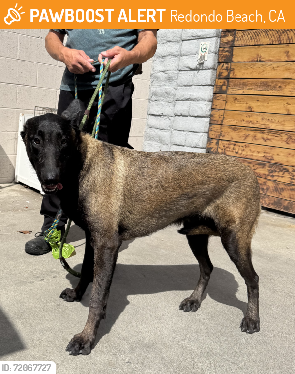 Redondo Beach, CA Stray Male Dog Found Near Near Block of 183rd St ...