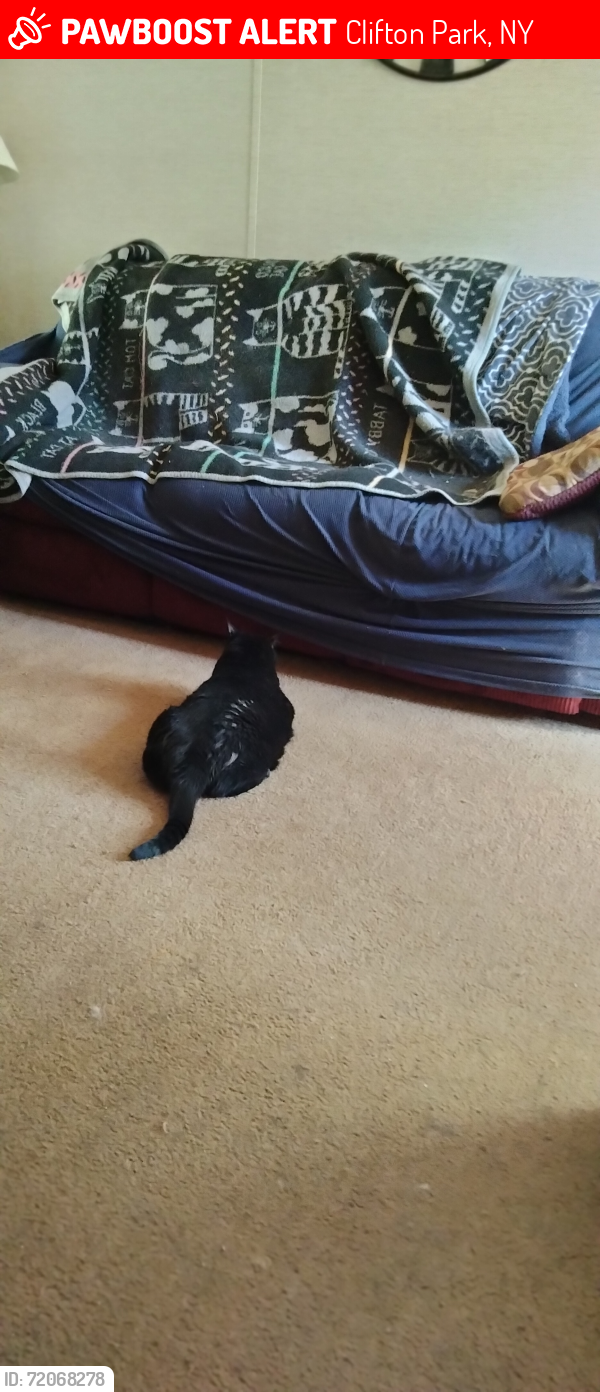 Clifton Park, NY Lost Male Cat, Willie Is Missing | PawBoost