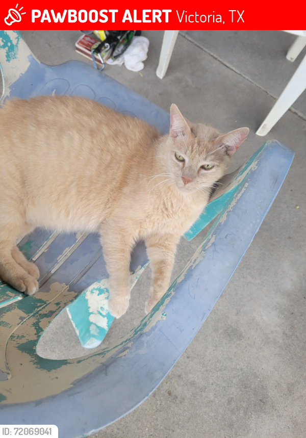 Victoria, TX Lost Male Cat, Cheetos Is Missing | PawBoost