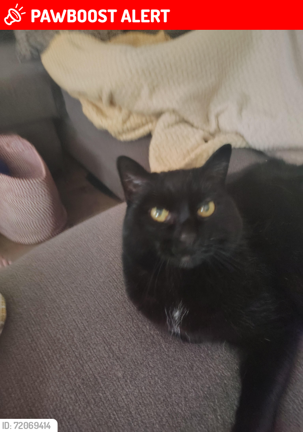 Colorado Springs, CO Lost Female Cat, Meow Meow Is Missing | PawBoost