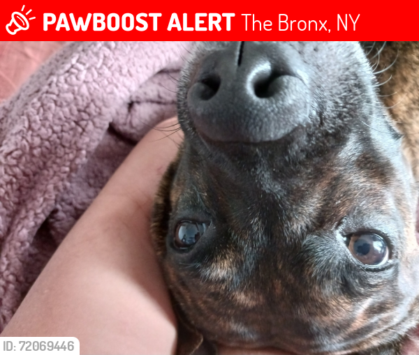 The Bronx, NY Lost Female Dog, Cinnamon Is Missing | PawBoost