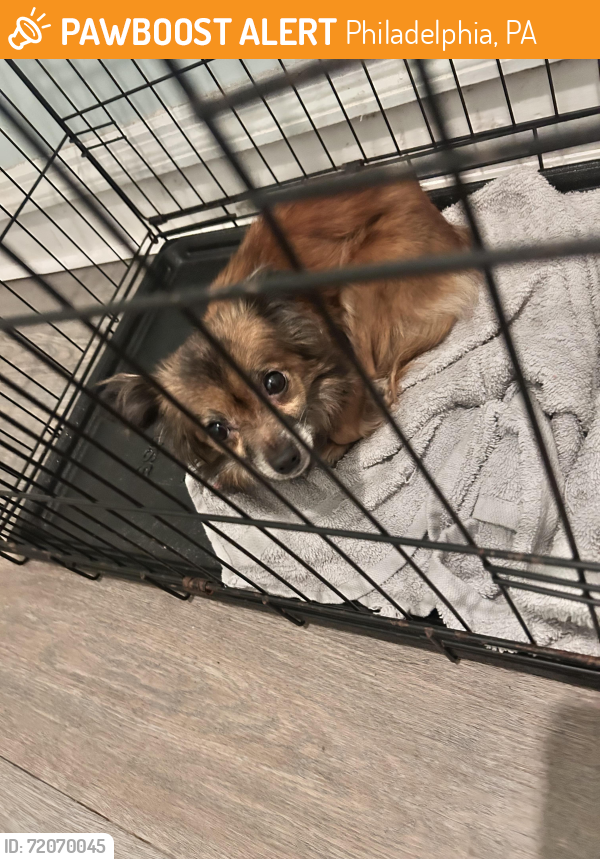 Philadelphia, PA Stray Female Dog Found Near Ella and Ontario | PawBoost