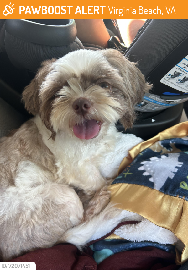 Virginia Beach, VA Stray Female Dog Found Near Crossing street from ...