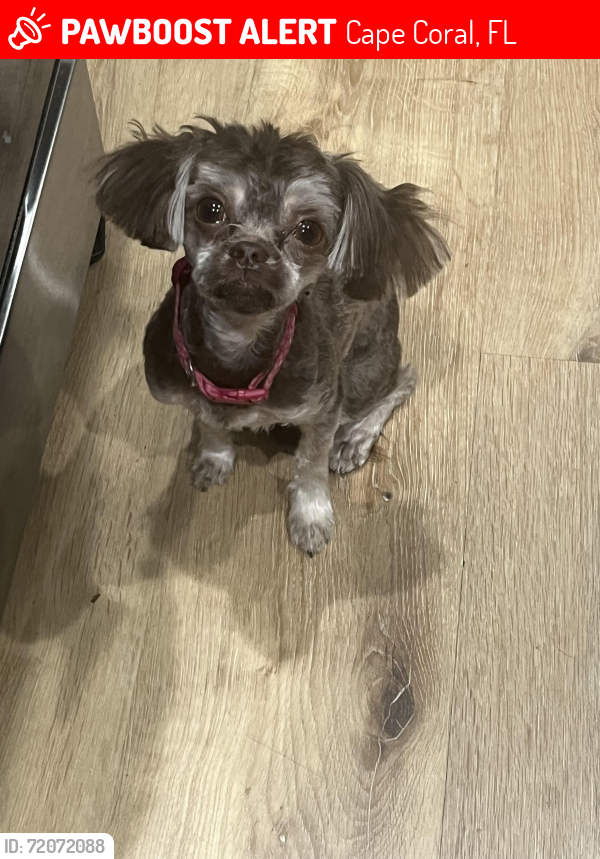 Cape Coral, FL Lost Female Dog, Daisy Is Missing | PawBoost