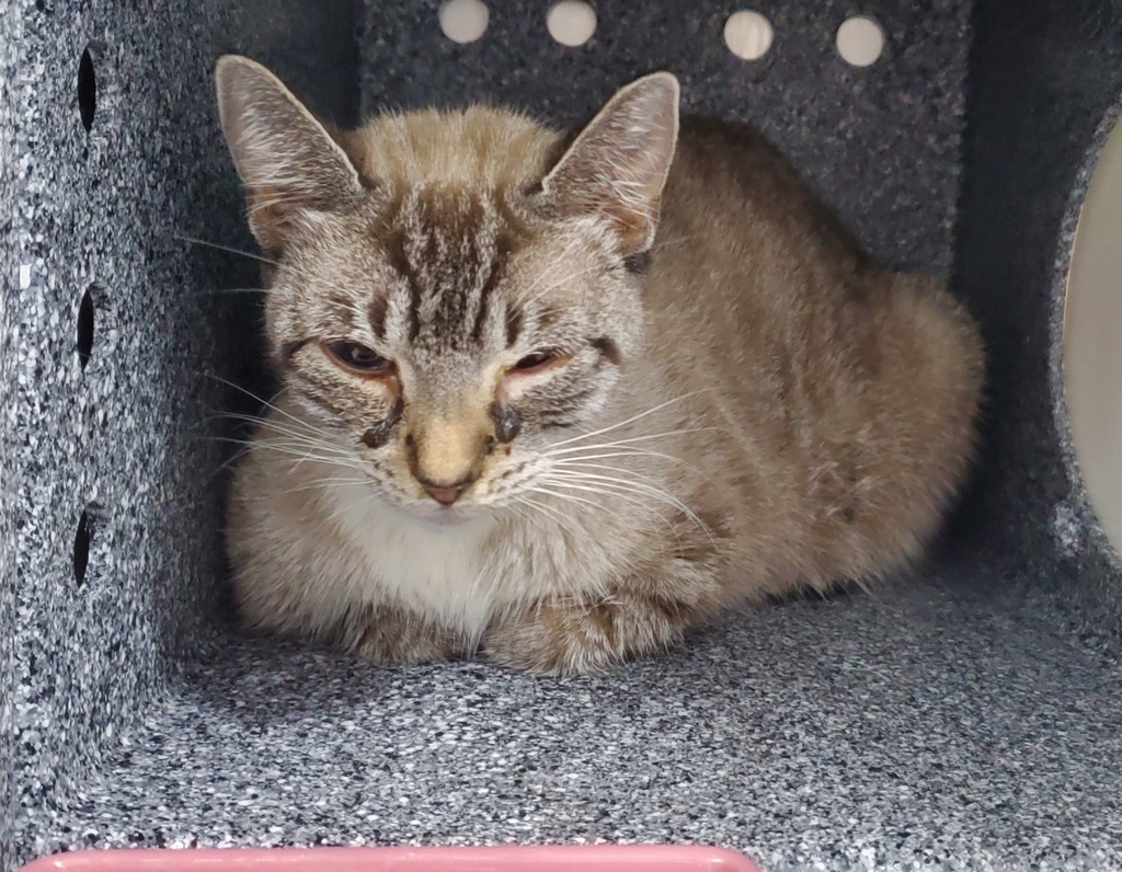 Shelter Removed Female Cat in Staten Island, NY 10309 (ID: 72071737 ...