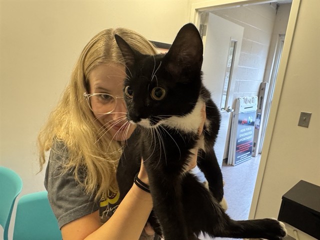 Brentwood, MO Lost Female Cat, Cookie Is Missing | PawBoost