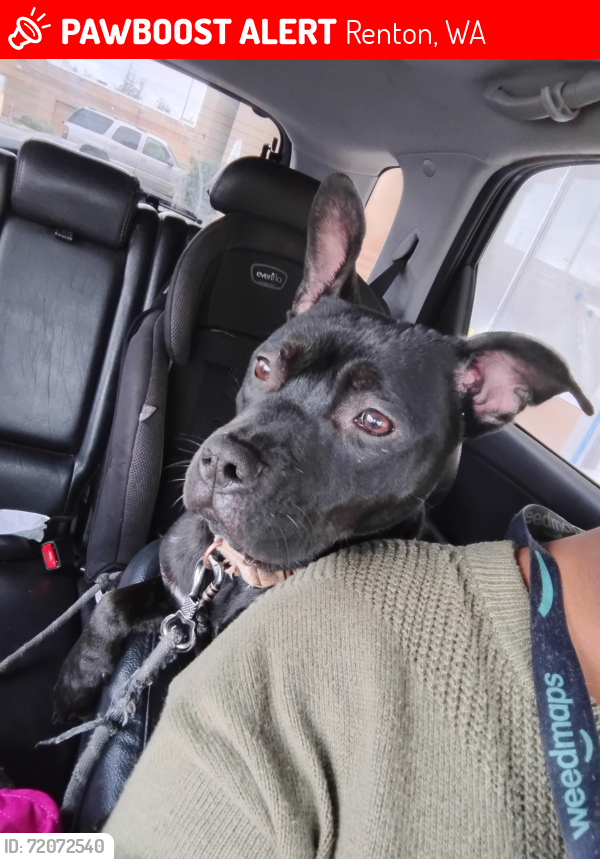 Renton, WA Lost Female Dog, Bella Is Missing | PawBoost