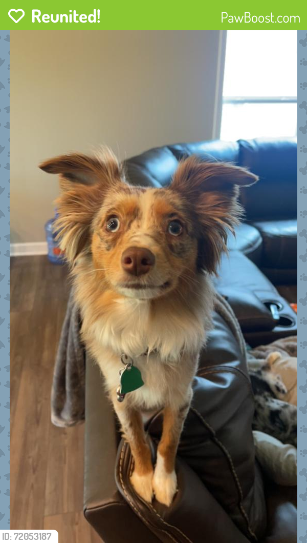 Reunited Female Dog in Fairview Township, MN 56468 (ID: 72053187 ...