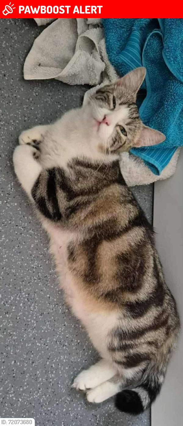 Belfast, Northern Ireland Lost Female Cat, Lucy Is Missing | PawBoost