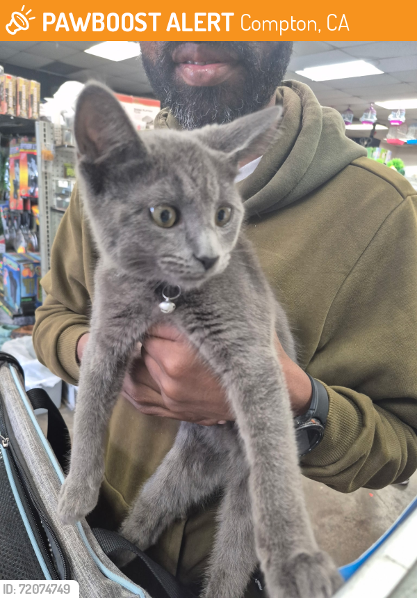 Compton, CA Stray Cat Found Near Stockwell and central. | PawBoost