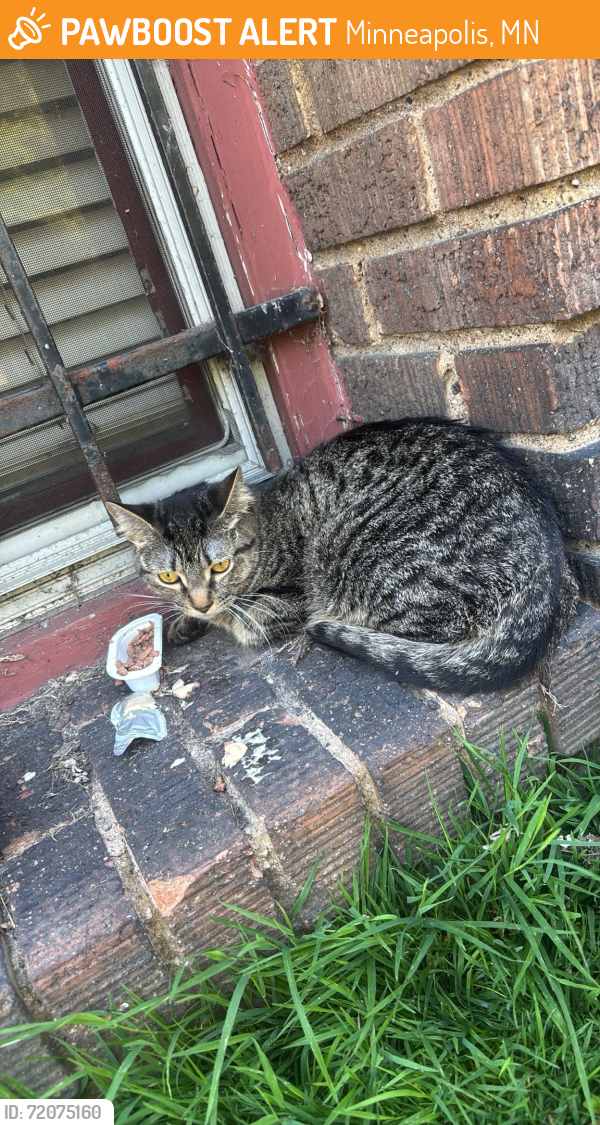 Minneapolis, MN Stray Cat Found Near 17th st and stevens ave s mpls ...