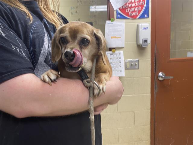 Milwaukee, WI Lost Male Dog, Iron Is Missing | PawBoost