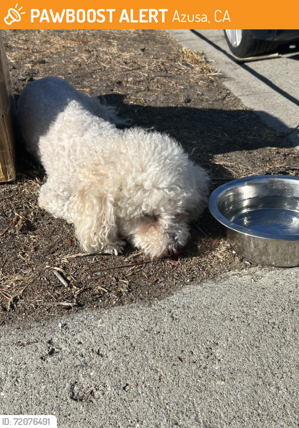 Azusa, CA Stray Male Dog Found Near Near n Dalton Ave Azusa ca | PawBoost