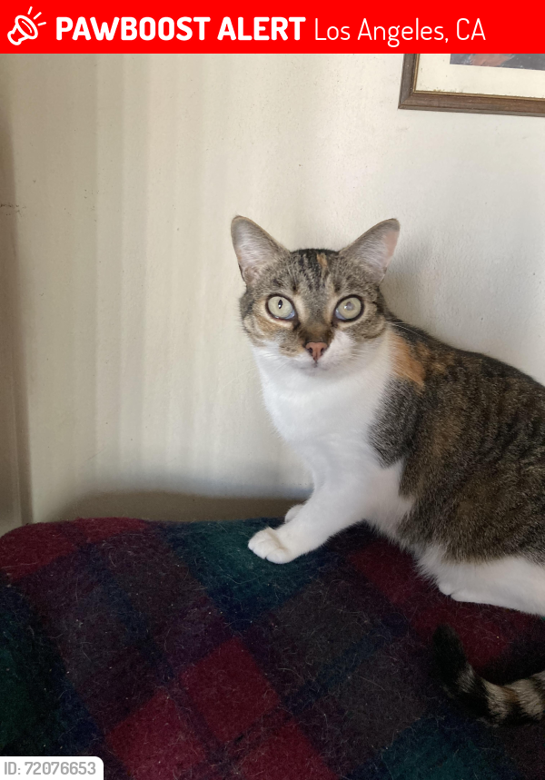 Los Angeles, CA Lost Female Cat, Zoe Is Missing | PawBoost