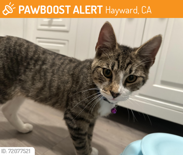 Hayward, CA Stray Male Cat Found Near Sebastian way Hayward | PawBoost
