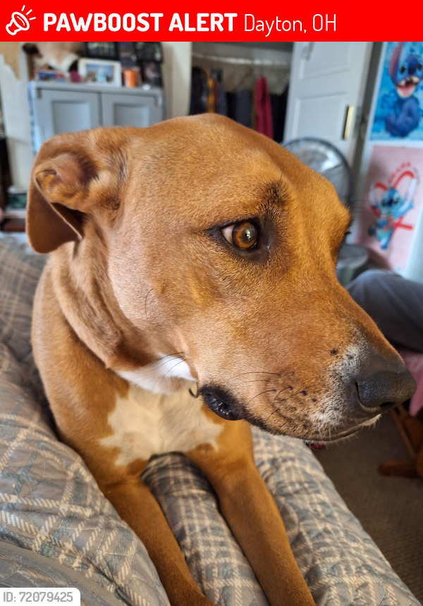 Dayton, OH Lost Female Dog, Everest Is Missing | PawBoost
