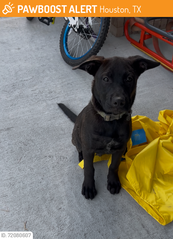 Houston, TX Stray Male Dog Found Near Montgomery and little York rd ...