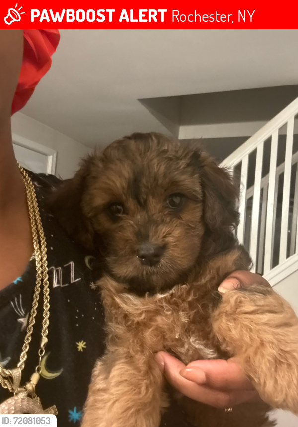 Rochester, NY Lost Female Dog, Reese Is Missing | PawBoost