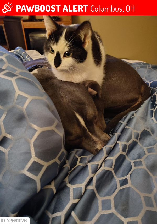 Columbus, OH Lost Female Cat, Jay J Is Missing | PawBoost