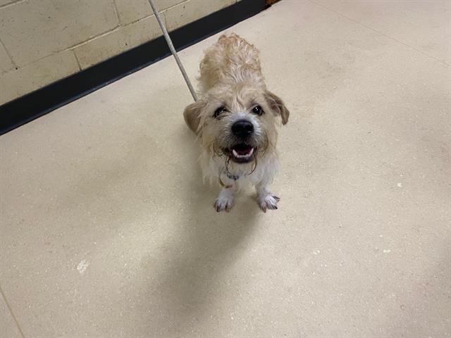 Milwaukee, WI Lost Male Dog, A473390 Is Missing | PawBoost