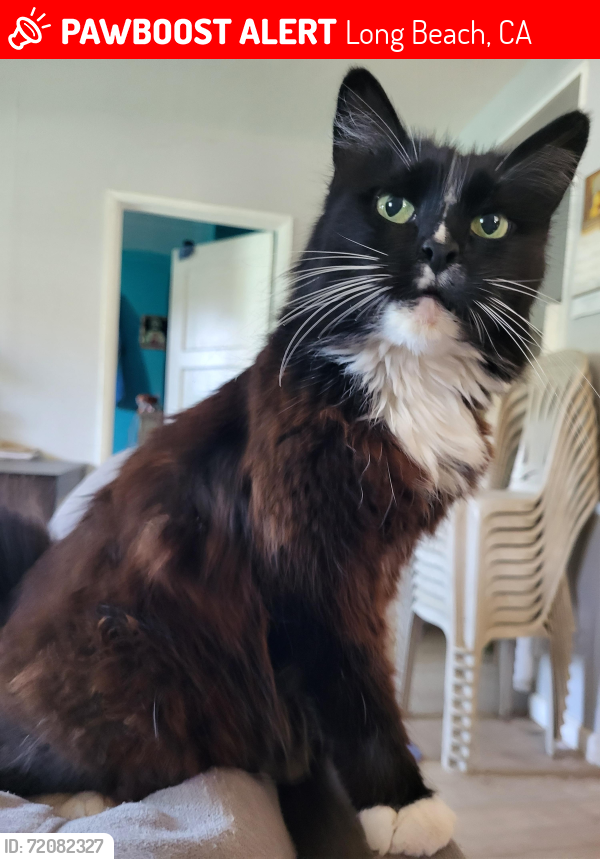 Long Beach, CA Lost Female Cat, Kitties Is Missing | PawBoost