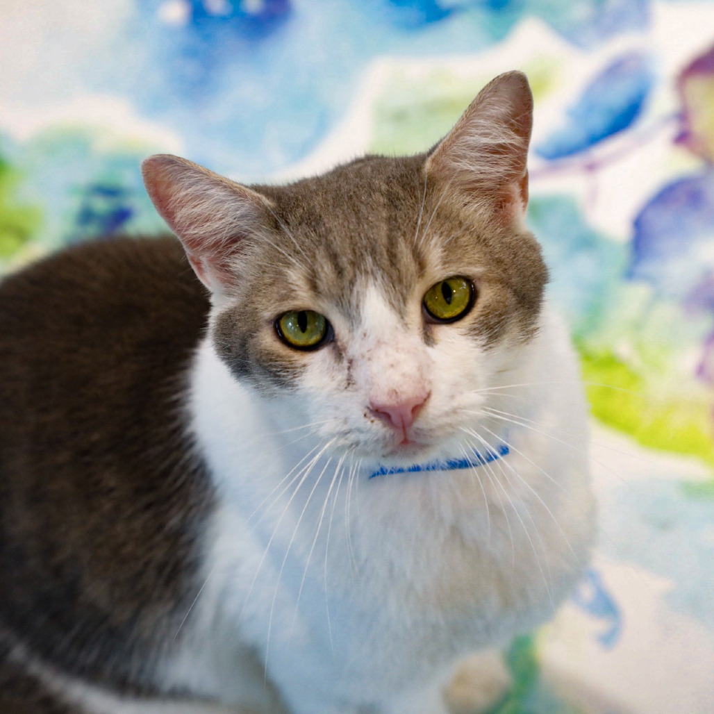 Shelter Removed Male Cat in Tampa, FL 33607 (ID: 72047135) | PawBoost