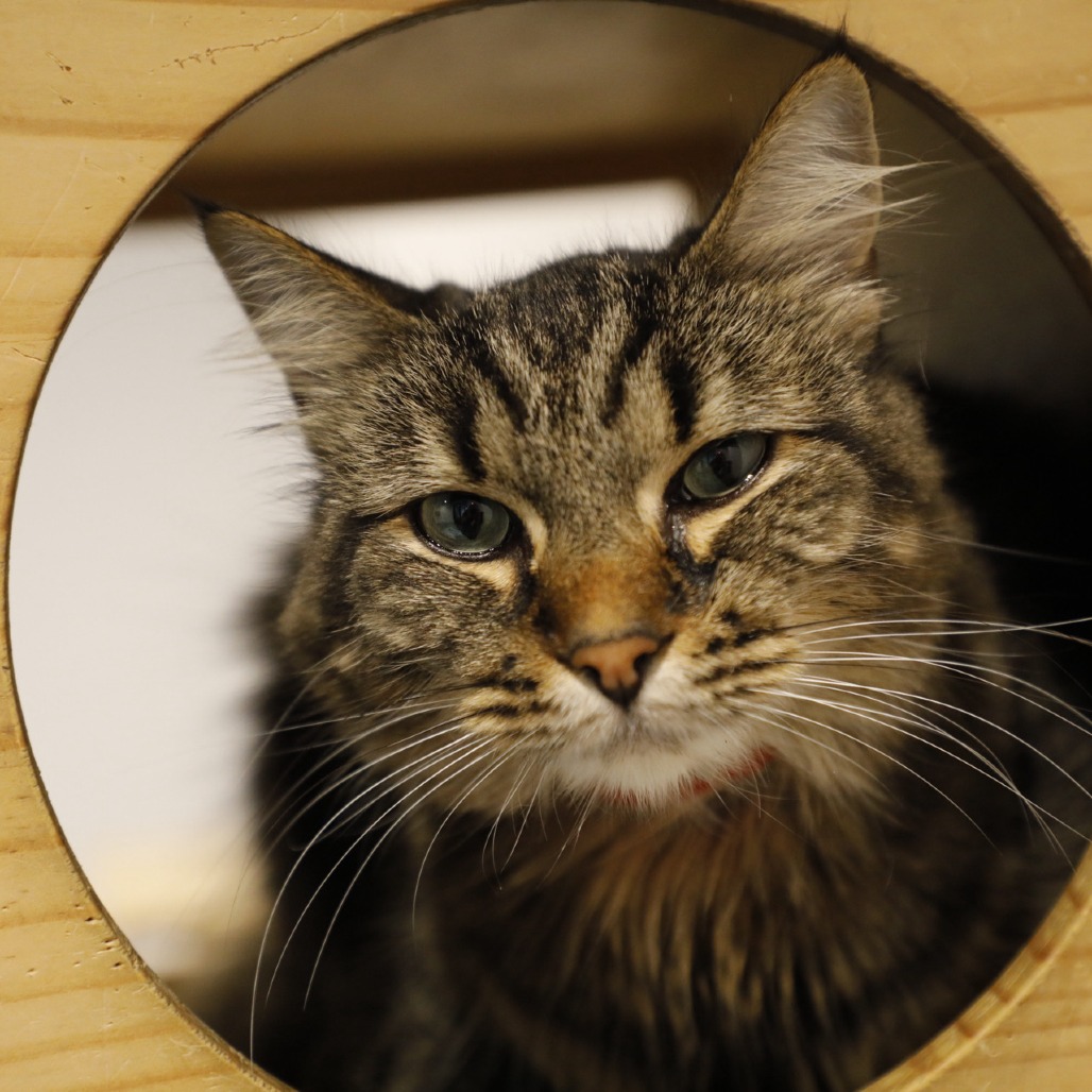 Shelter Removed Female Cat in Tampa, FL 33607 (ID: 72051698) | PawBoost