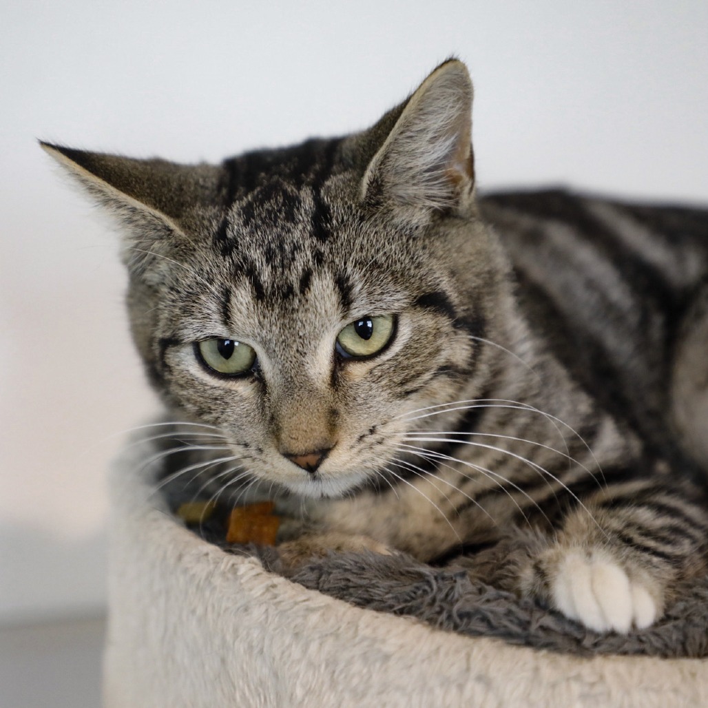 Shelter Removed Female Cat in Tampa, FL 33607 (ID: 72079840) | PawBoost