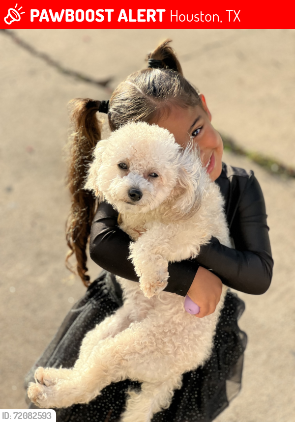 Houston, TX Lost Female Dog, Elsa Is Missing | PawBoost