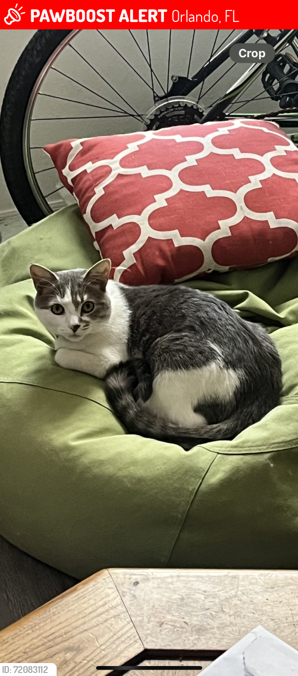 Orlando, FL Lost Male Cat, Possum Is Missing | PawBoost