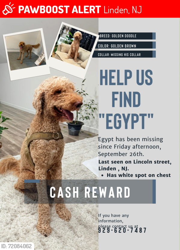Linden, NJ Lost Male Dog, Egypt Is Missing | PawBoost