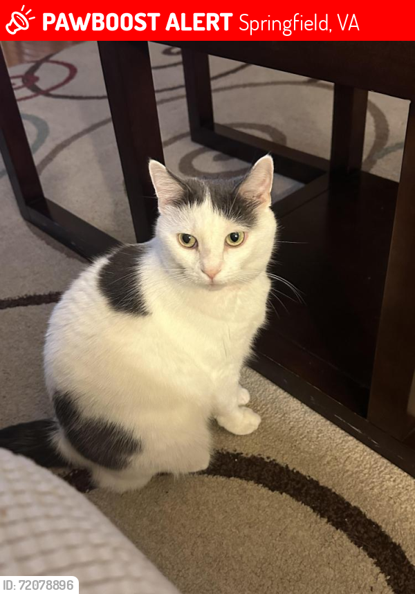Springfield, VA Lost Female Cat, Mika Is Missing | PawBoost
