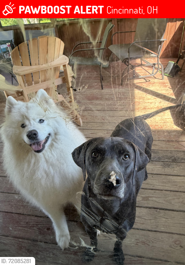 Cincinnati, OH Lost Male Dog, Aspen & Mazzy Is Missing | PawBoost