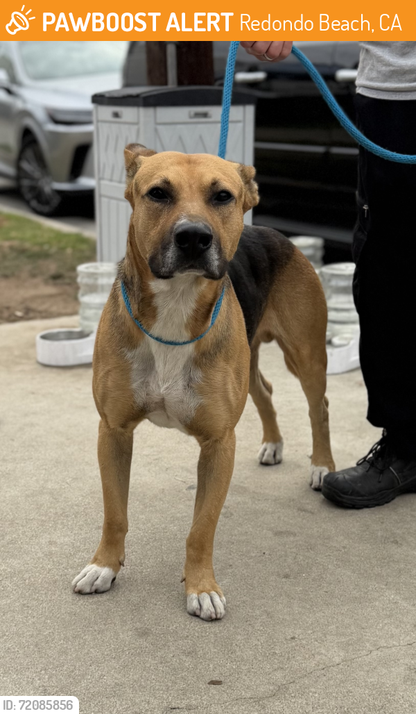 Redondo Beach, CA Stray Male Dog Found Near Near block of Matthew Ave ...