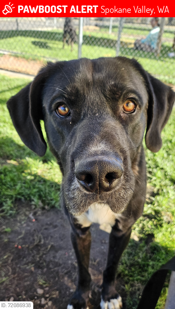 Spokane Valley, WA Lost Male Dog, Ruben Is Missing | PawBoost