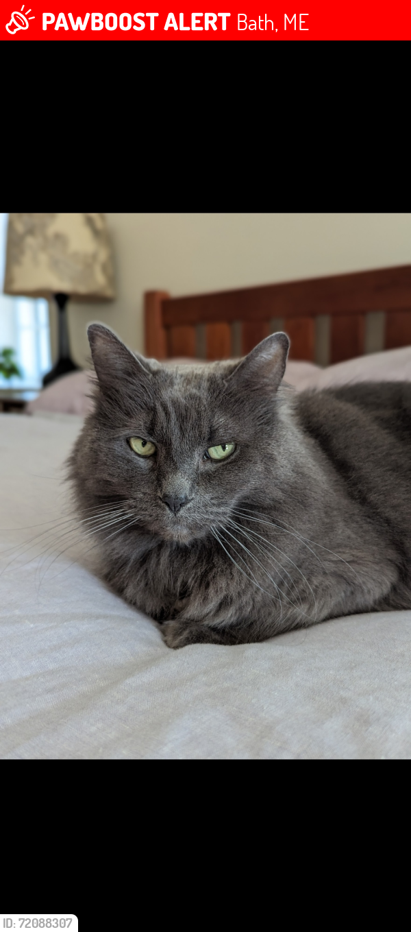 Bath, ME Lost Female Cat, Nora Is Missing | PawBoost