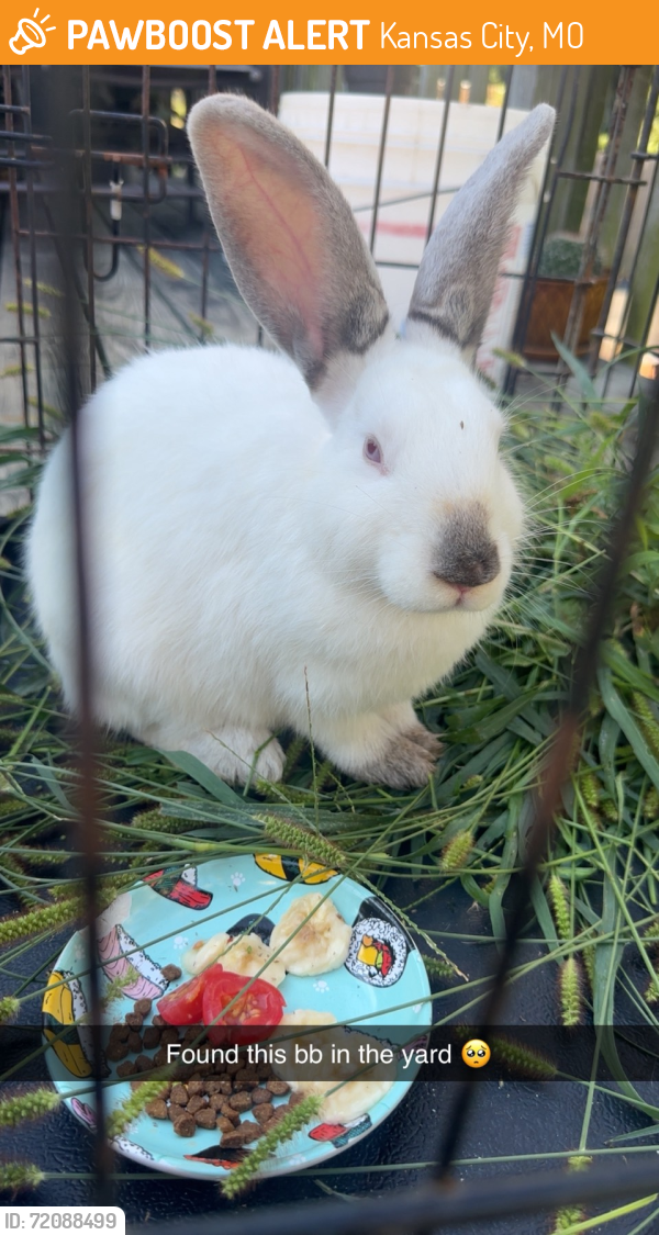 Kansas City, MO Stray Rabbit Found Near Side of street | PawBoost