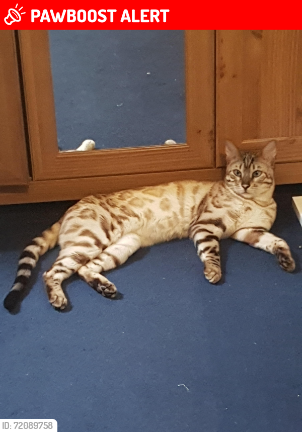 Greater London, England Lost Male Cat, Achillies Is Missing | PawBoost