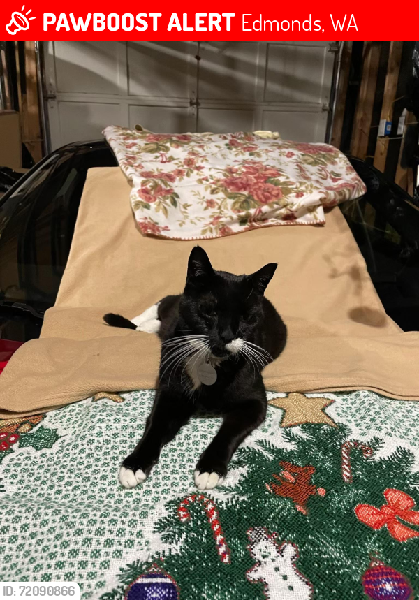 Edmonds, WA Lost Female Cat, Mittens Is Missing | PawBoost