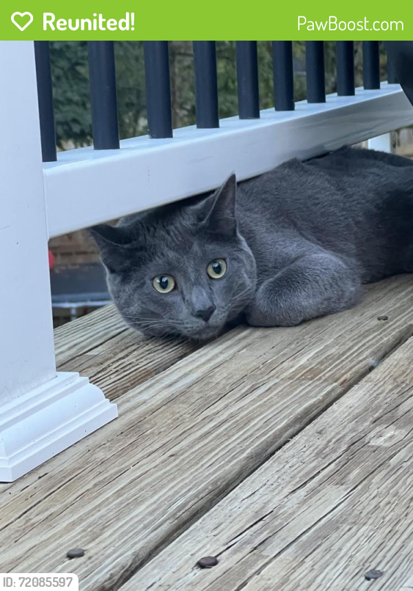 Reunited Male Cat in Knoxville, TN 37931 (ID: 72085597) | PawBoost