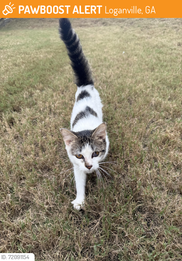 Loganville, GA Stray Cat Found Near Long acre drive | PawBoost