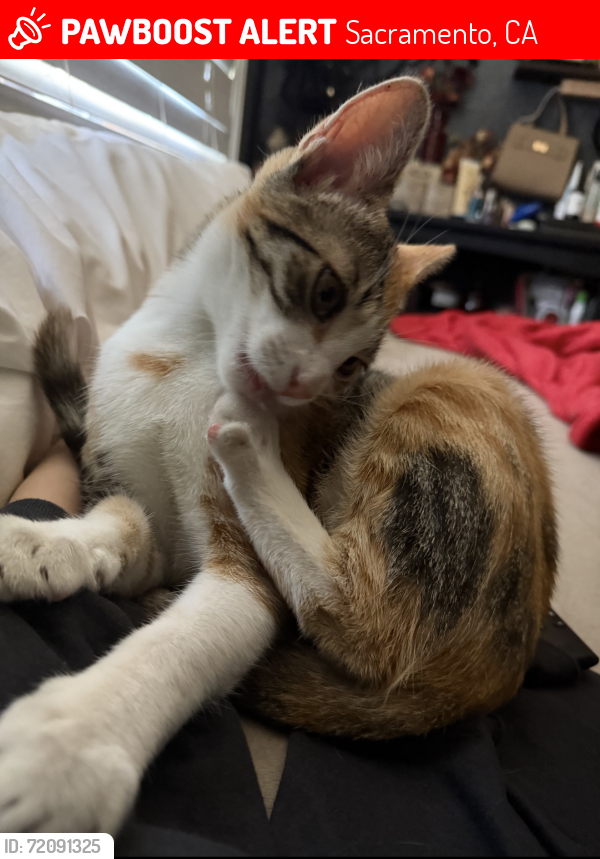 Sacramento, CA Lost Female Cat, Kled Is Missing | PawBoost