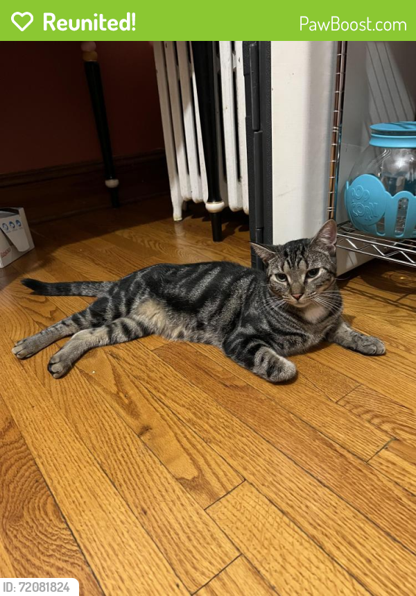 Reunited Male Cat in Albany, NY 12208 (ID: 72081824) | PawBoost