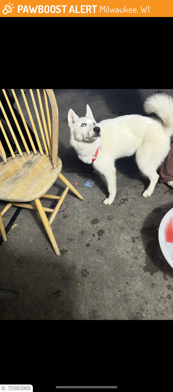 Milwaukee, WI Stray Male Dog Found Near Near U.S Grant school | PawBoost