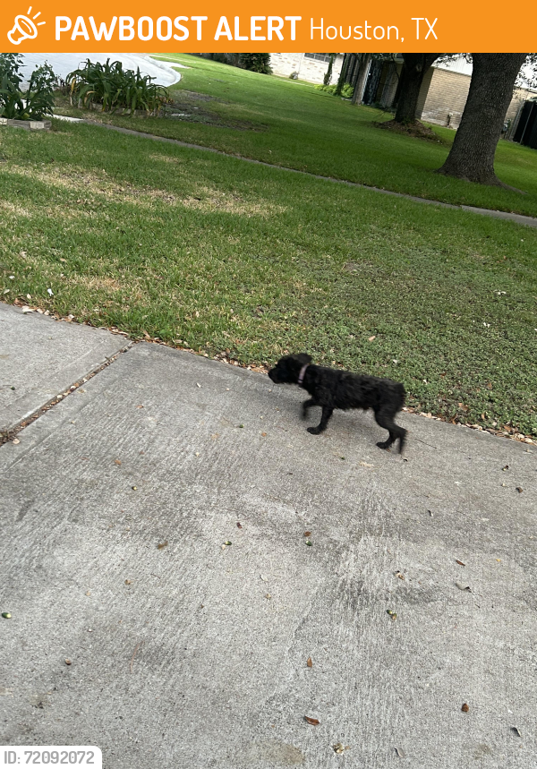 Houston, TX Stray Dog Found Near Allendale rd & Cripple creek dr | PawBoost