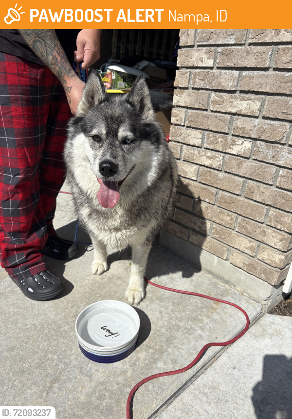 Nampa, ID Stray Dog Found Near Ustick and middleton | PawBoost