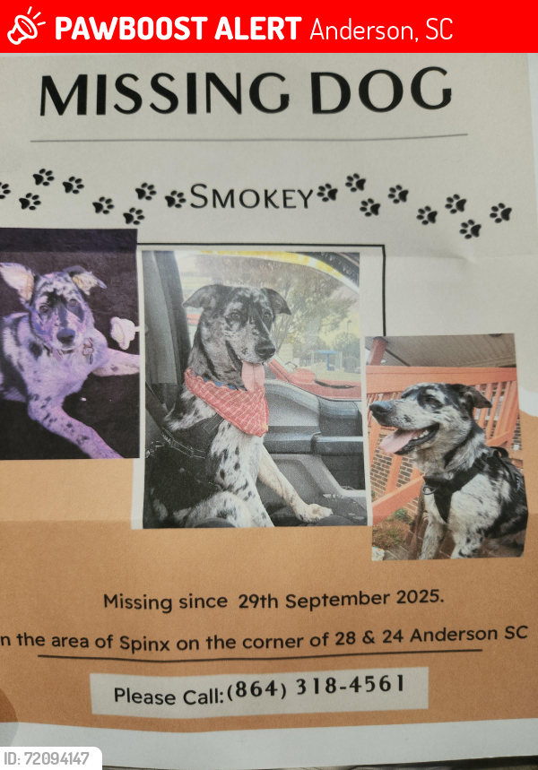 Anderson, SC Lost Dog, Smokey Is Missing | PawBoost