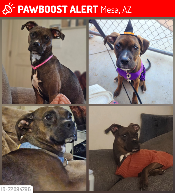 Mesa, AZ Lost Female Dog, Wednesday Is Missing | PawBoost