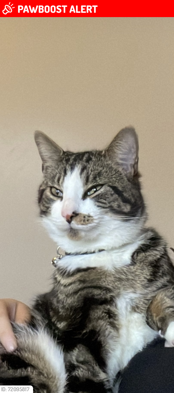 Worcestershire, England Lost Male Cat, Kai Is Missing | PawBoost