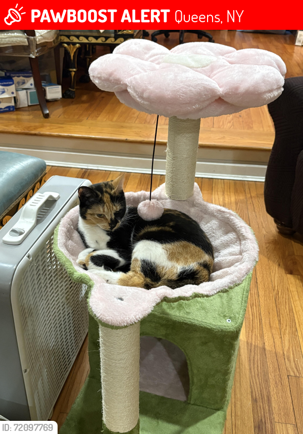 Queens, NY Lost Female Cat, Callie Is Missing | PawBoost
